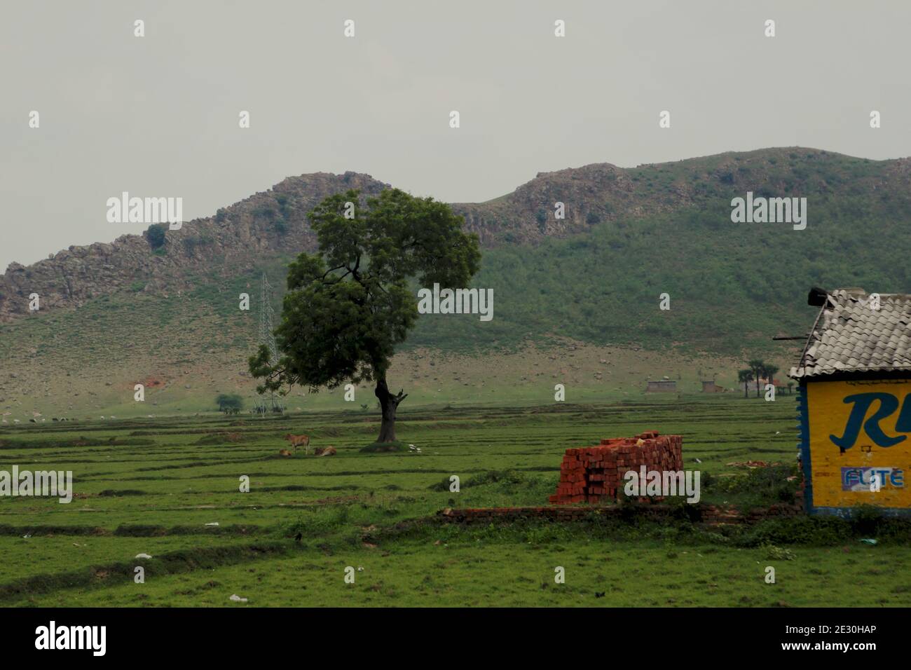 Agricultural landscape on a rural area between Bodh Gaya and Rajgir in ...