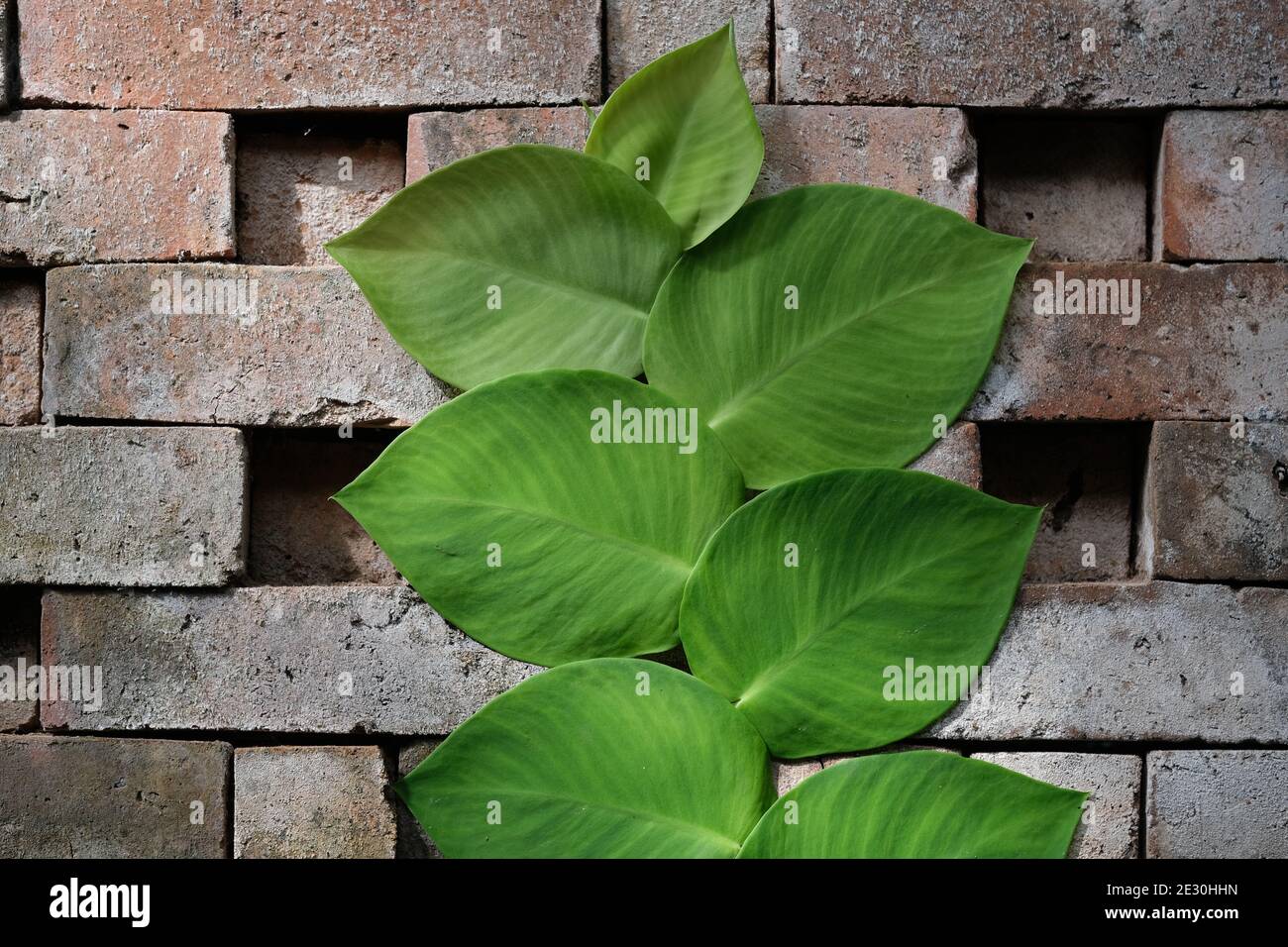Indonesia Bali - Ubud green leaves wall background Stock Photo - Alamy