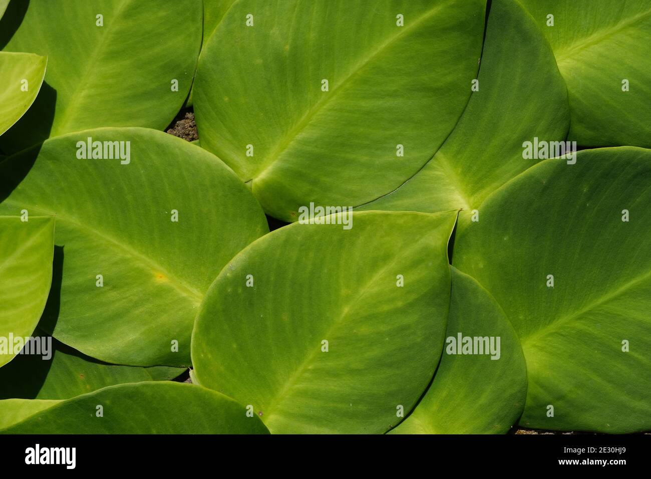 Indonesia Bali - Ubud green leaves wall background Stock Photo - Alamy
