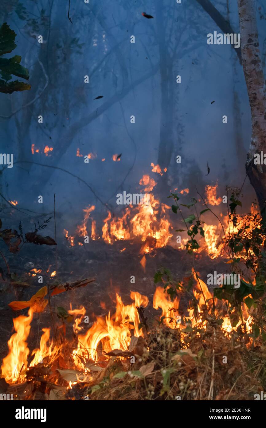 Dead caused by pollution hi-res stock photography and images - Alamy