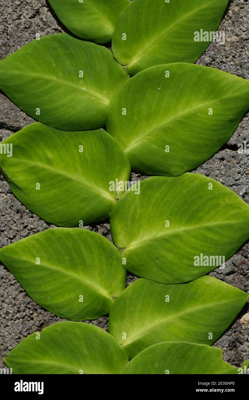 Indonesia Bali - Ubud green leaves wall background Stock Photo - Alamy