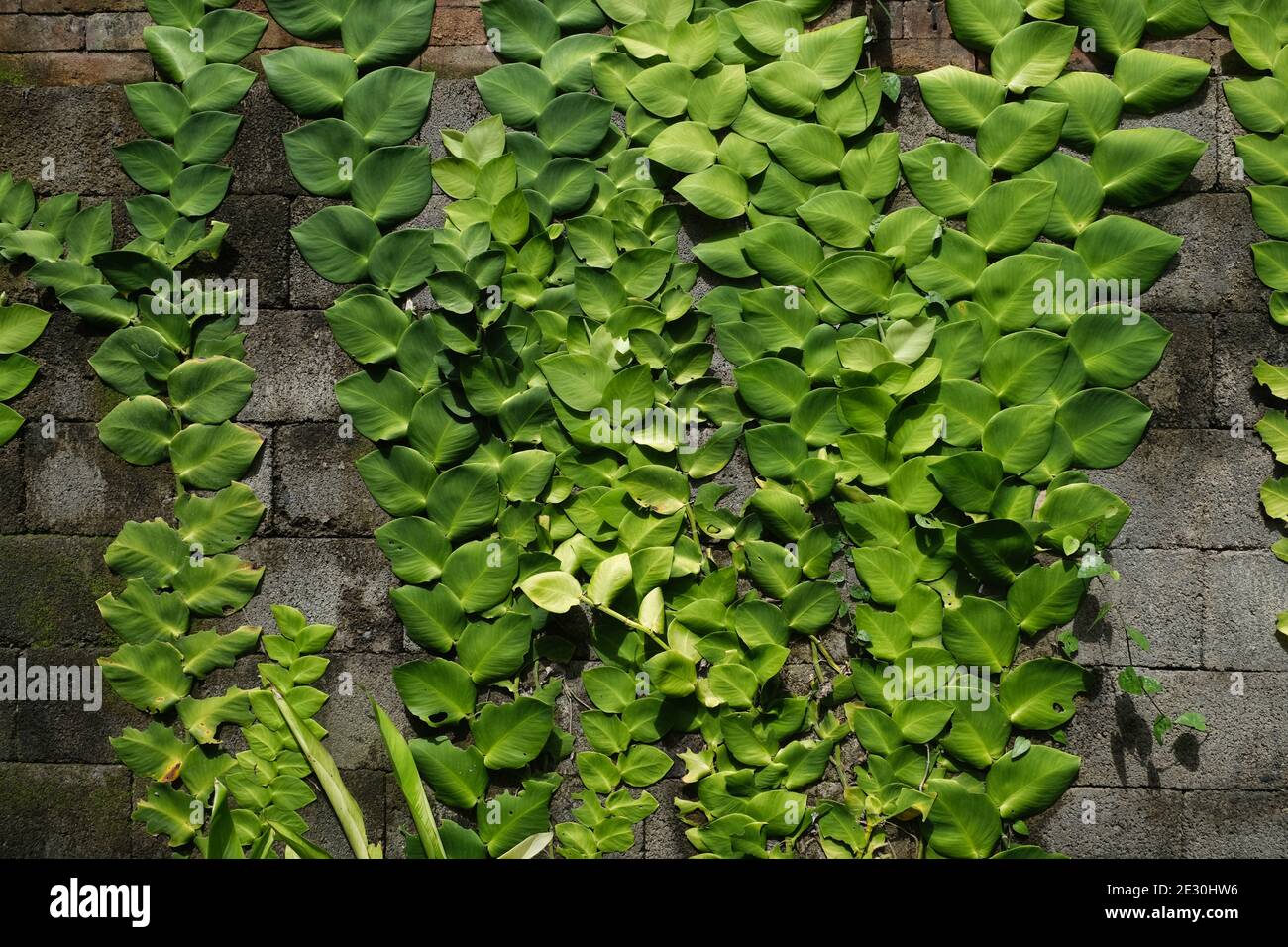 Indonesia Bali - Ubud green leaves wall background Stock Photo - Alamy
