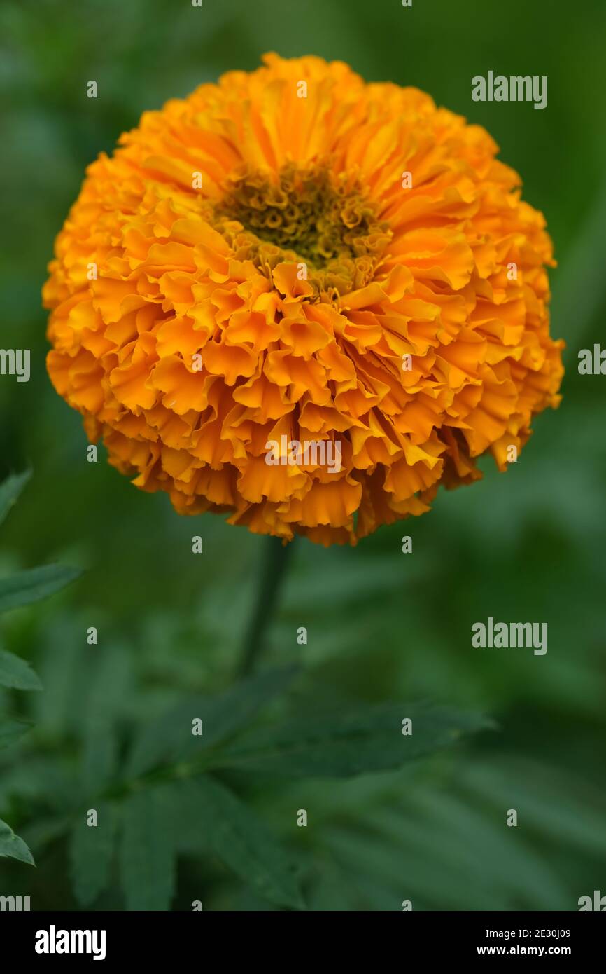 Marigold bali orange hi-res stock photography and images - Alamy