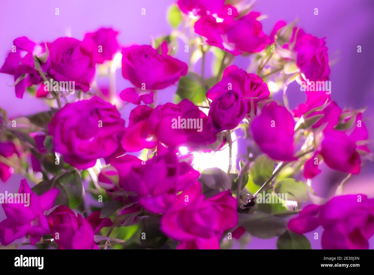 Pink bush roses hi-res stock photography and images - Alamy
