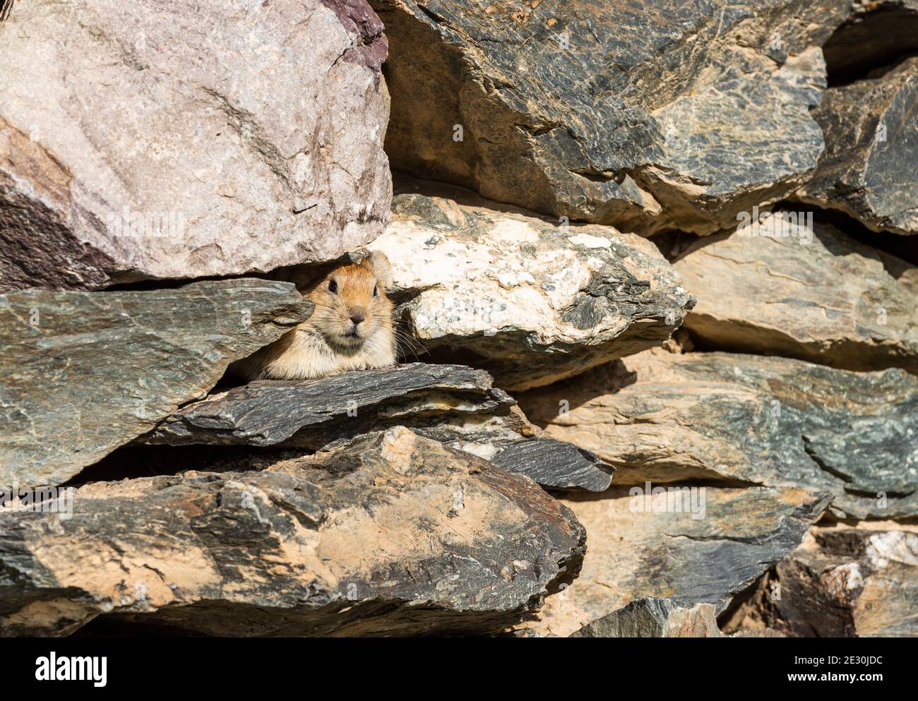 Small rodent, pika, in a stone wall in the steppe of Mongolia Stock ...