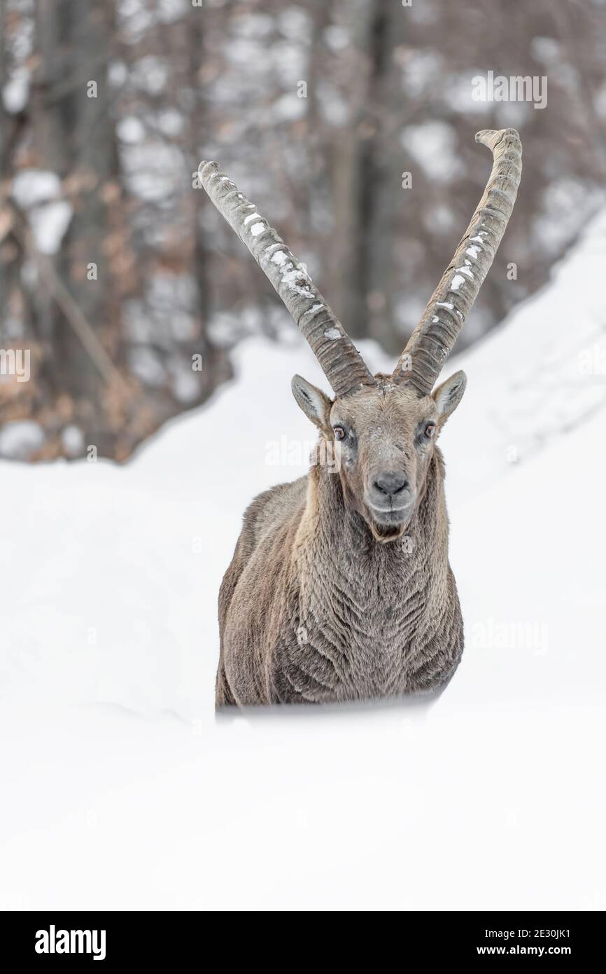Face to face with Alpine ibex male in the Alps mountains (Capra ibex ...