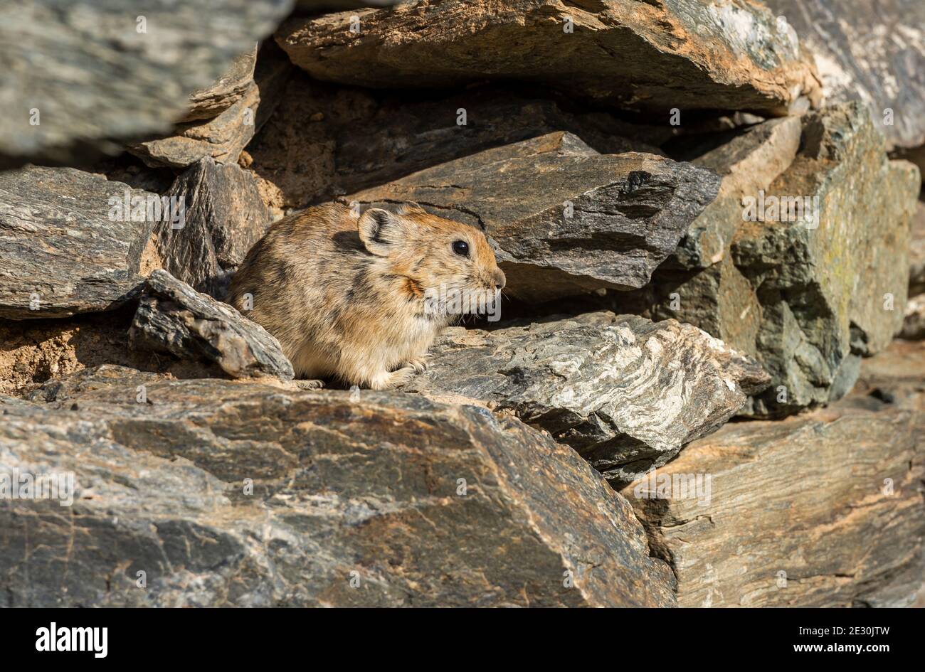 Steppe rodent hi-res stock photography and images - Alamy
