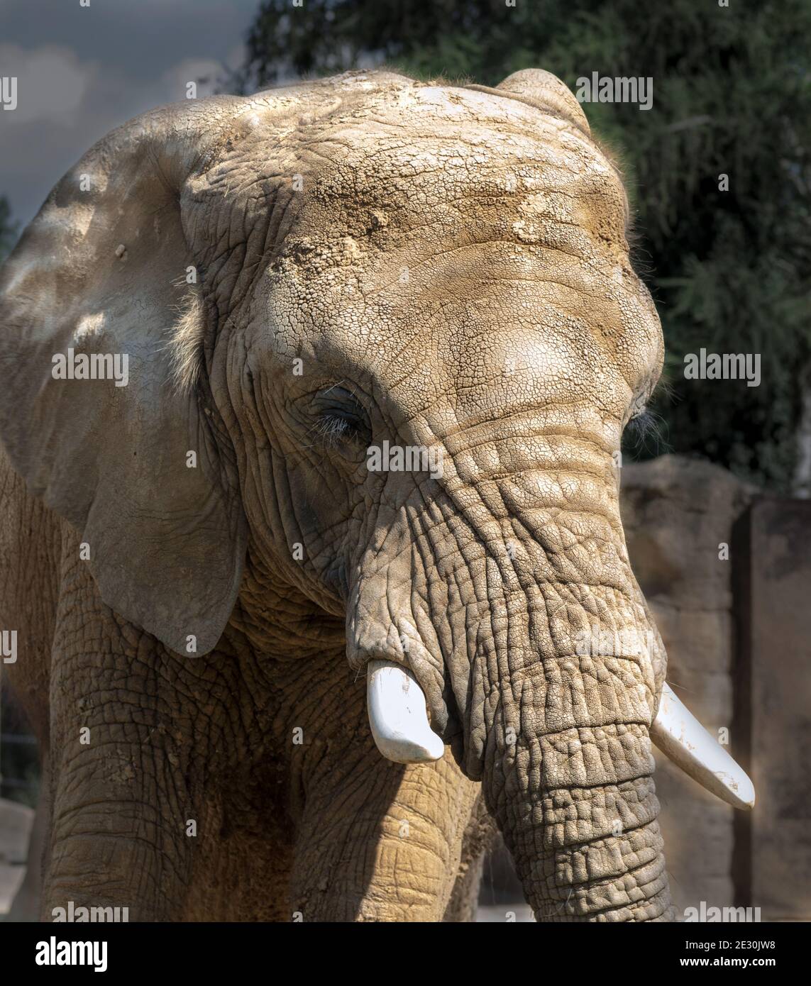 Small tusks hi-res stock photography and images - Alamy
