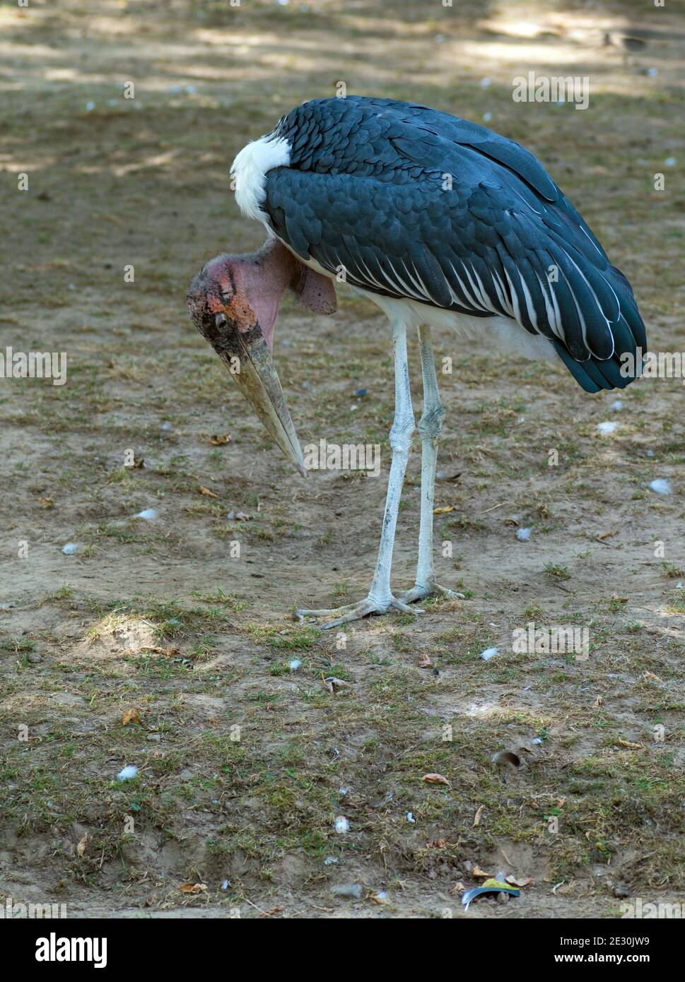 Vertical shot of an African marabou stork with blue feathers with head ...