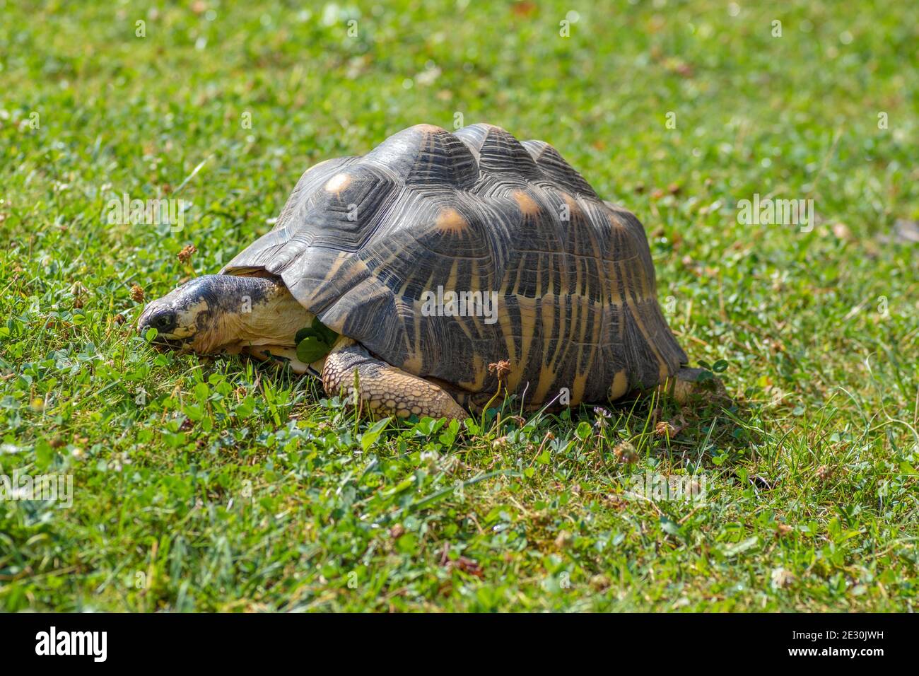 Turtle shell patterns hi-res stock photography and images - Alamy
