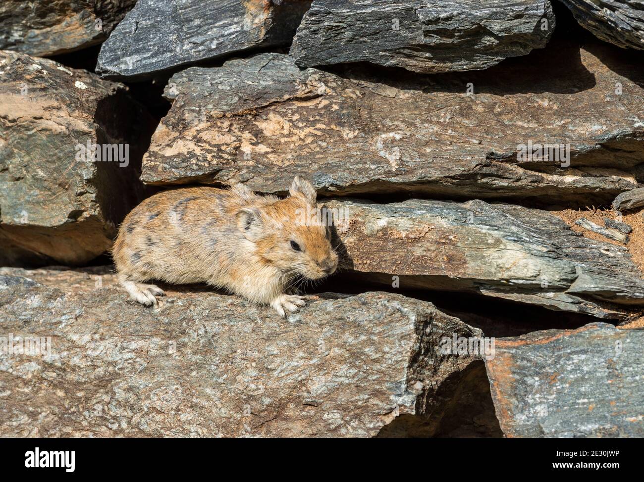Pika family hi-res stock photography and images - Alamy
