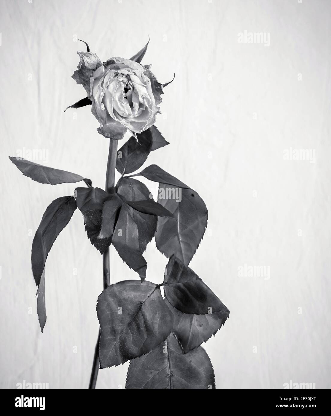 Greyscale shot of a dried rose with its stem and leaves isolated on ...