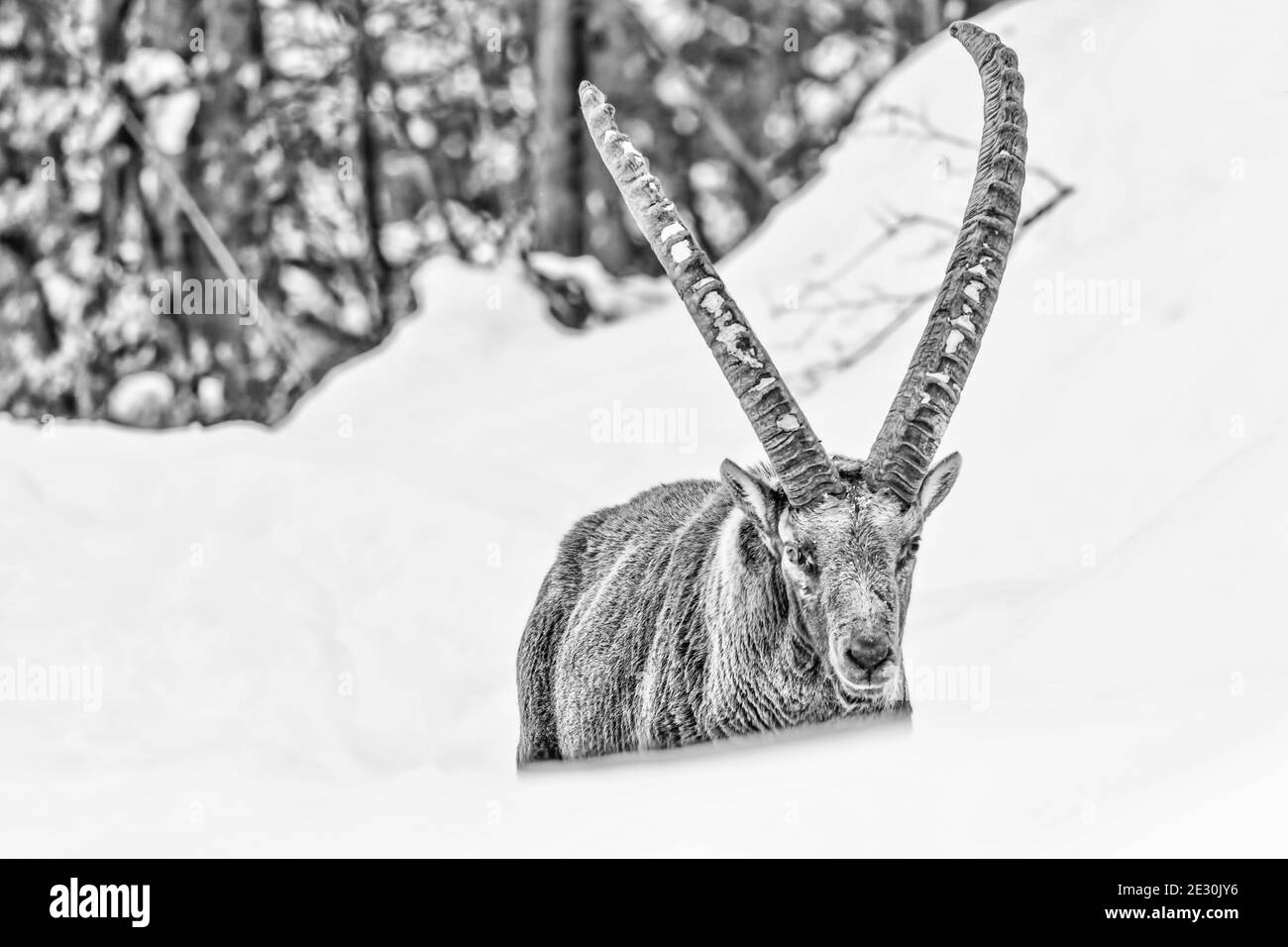 Alpine ibex male advance in the snow at the edge of the woodland (Capra ...