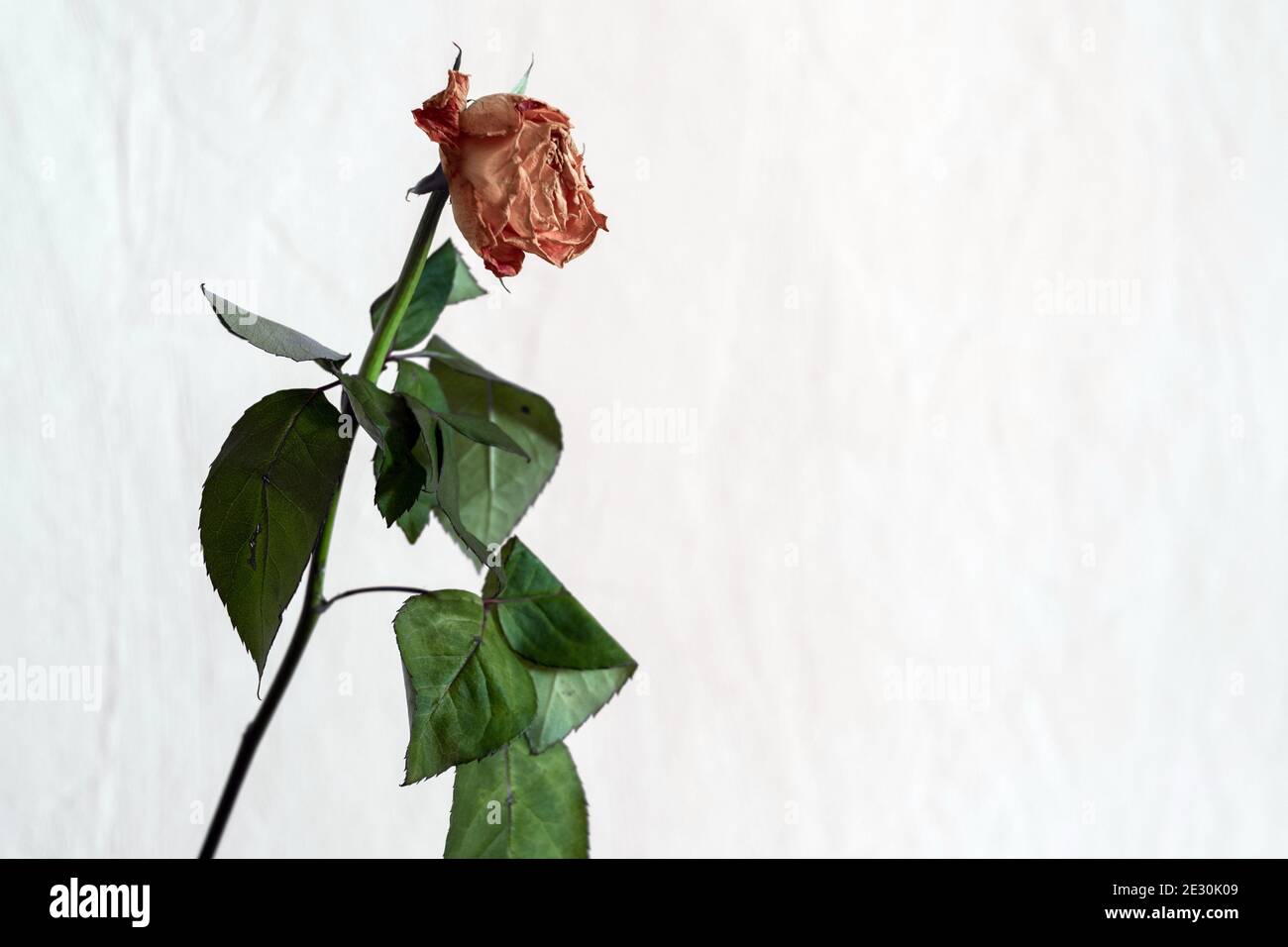 Closeup shot of a dried rose with its stem and leaves isolated on white ...
