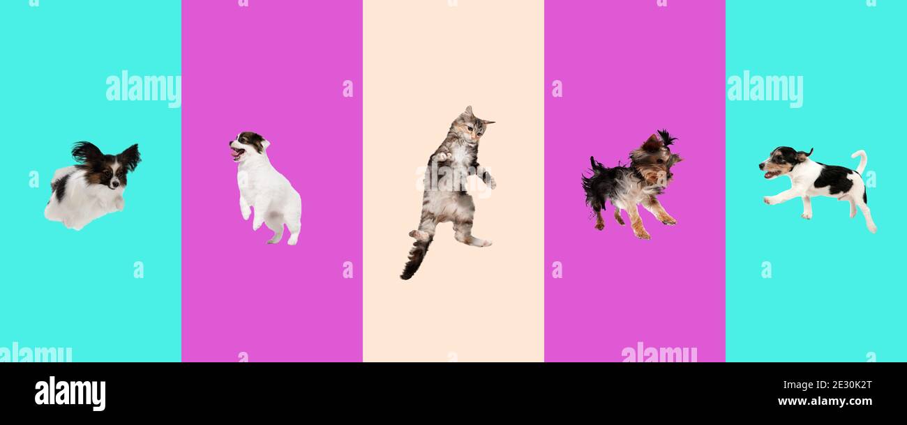Little dogs and cat jumping, playing isolated on gradient background ...