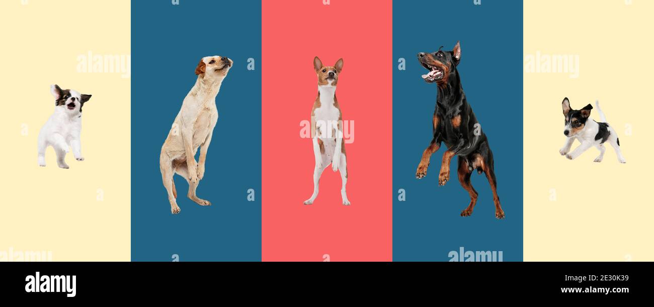 Collage of five purebred dogs playing isolated on gradient background ...