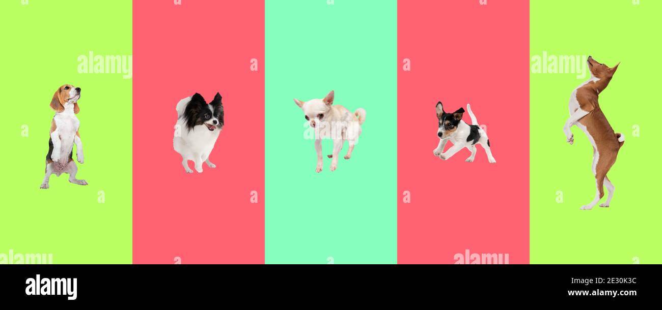 Little dogs jumping, playing isolated on gradient background. Collage ...