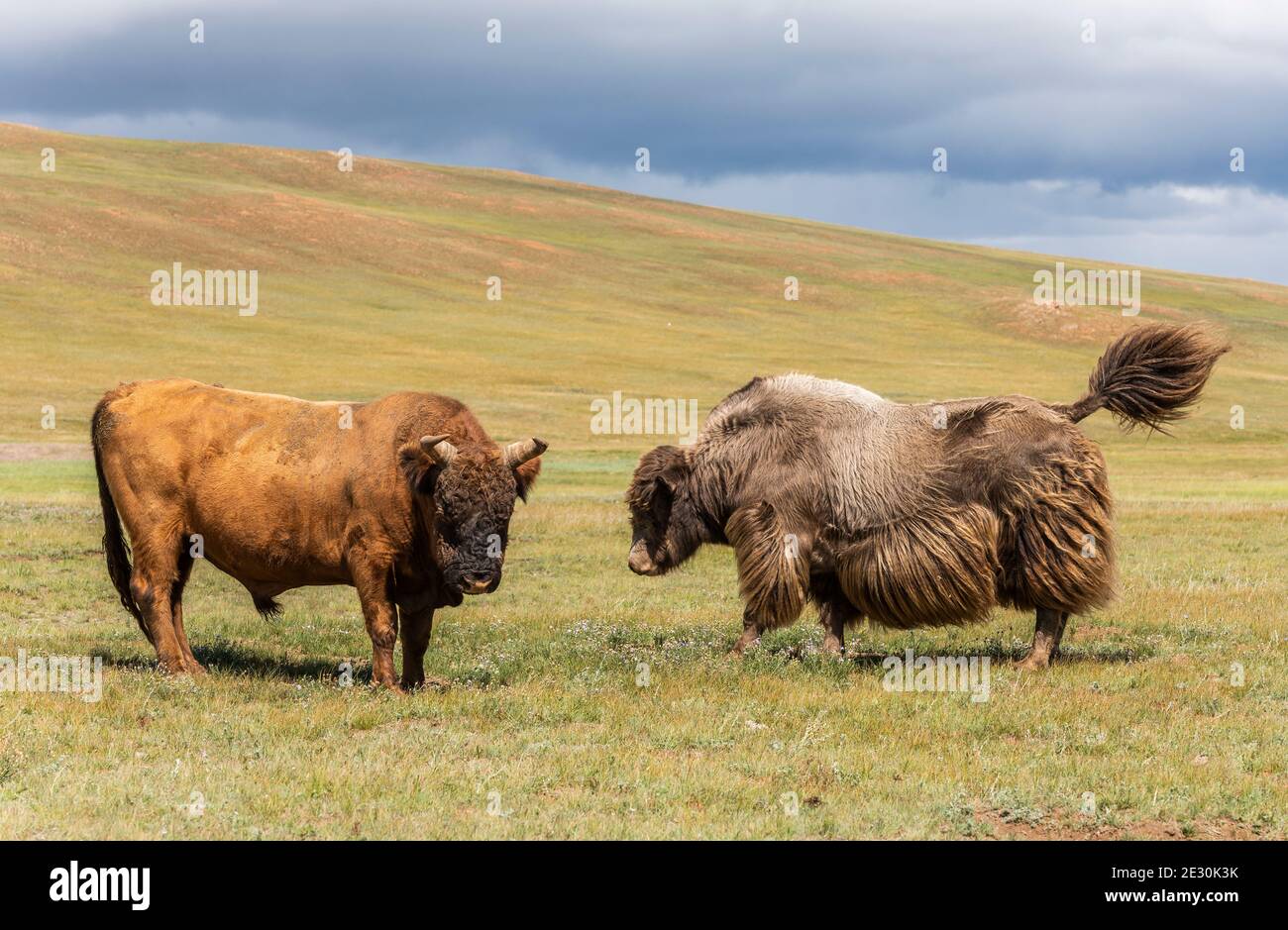 Two bull yaks on the green steppe of Mongolia with dark clouds Stock ...