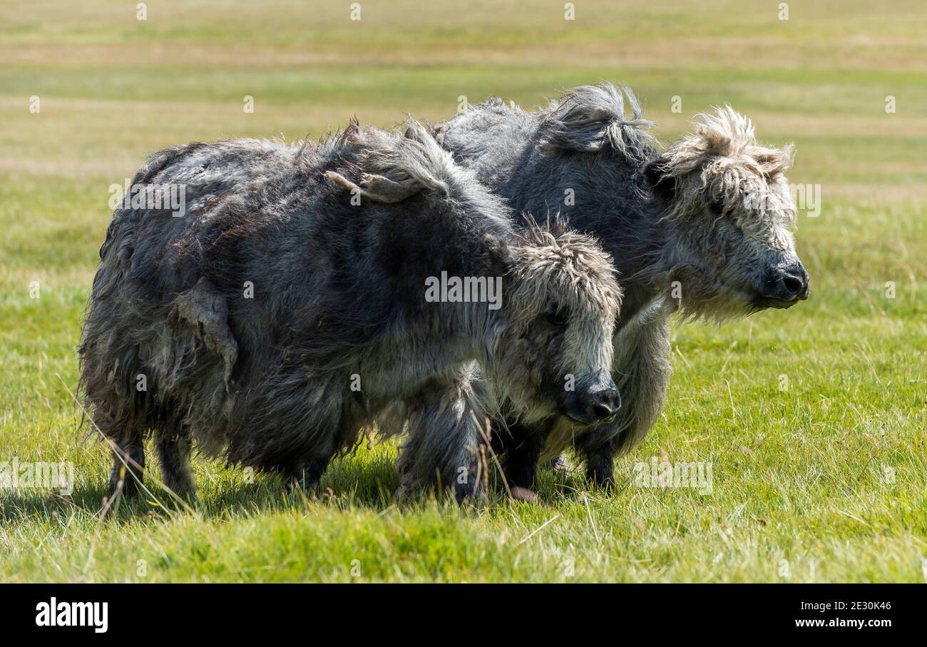 Two Yaks, cows, on the green steppe of Mongolia Stock Photo - Alamy