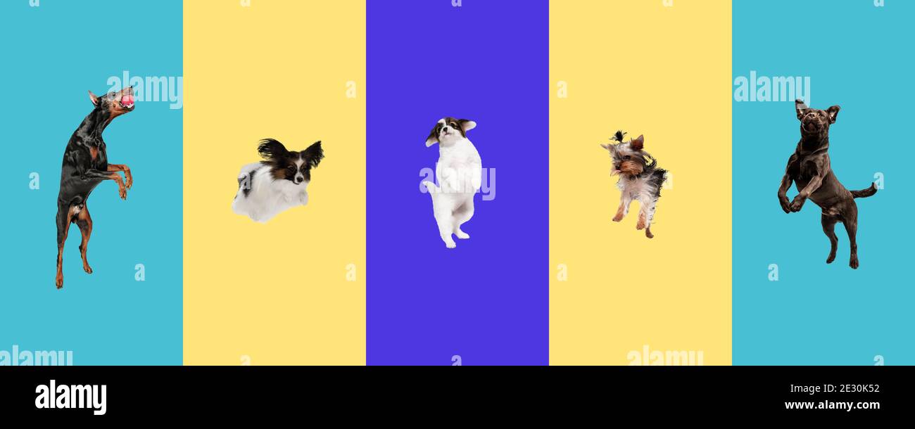 Collage of five purebred dogs playing isolated on gradient background ...