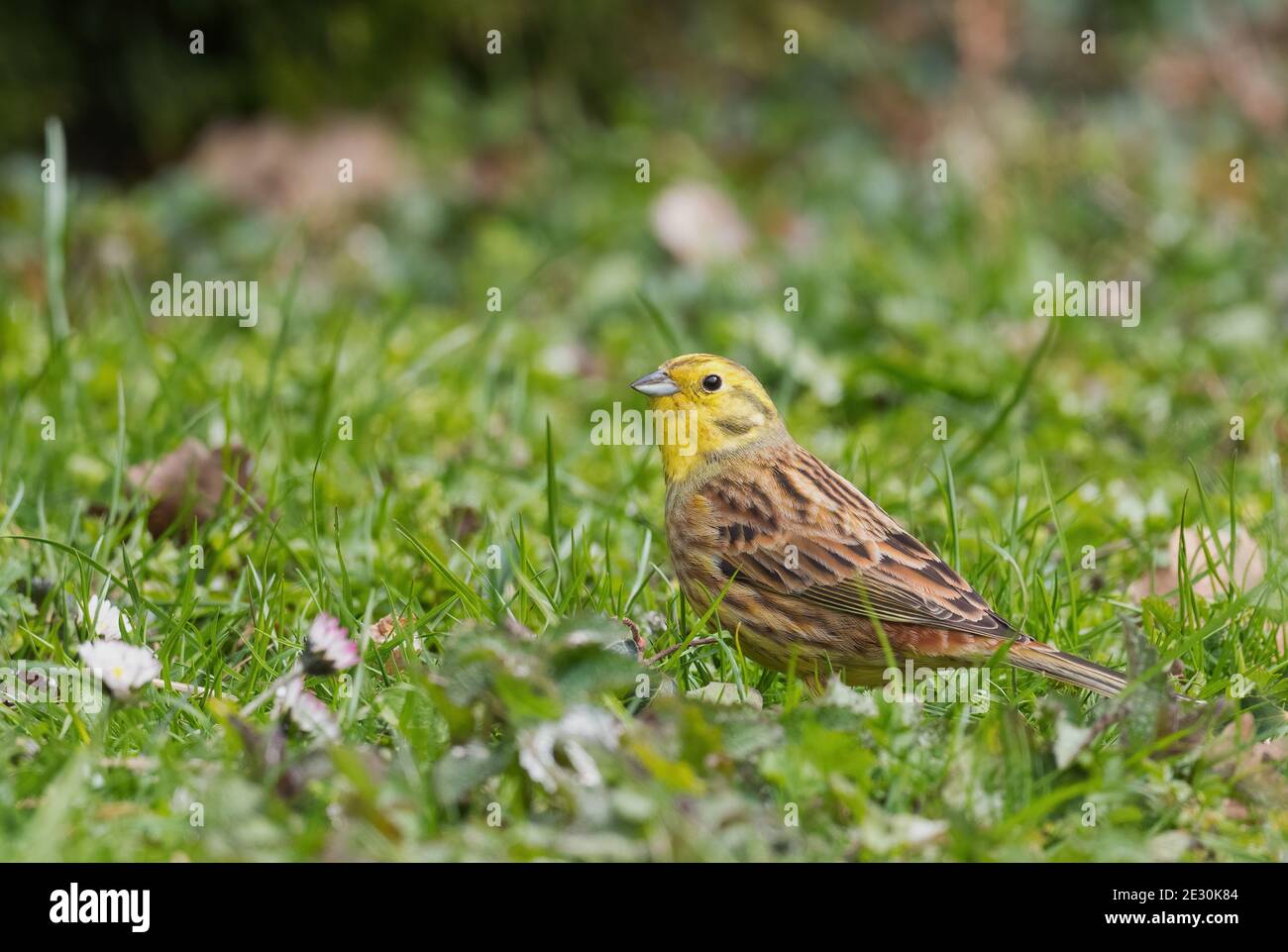 Yellowhammer - Emberiza citrinella, beautiful yellow passerine bird ...