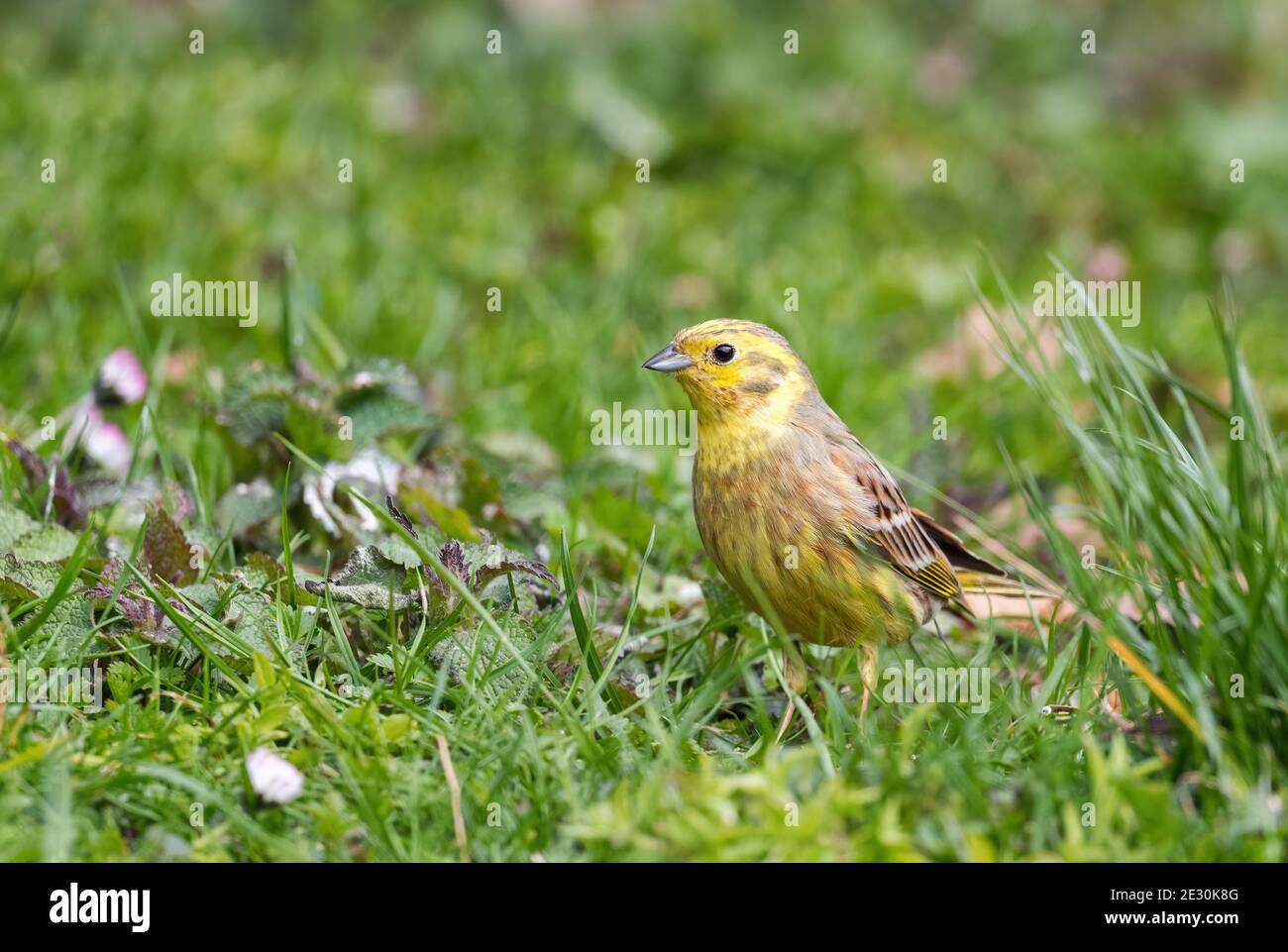 Yellowhammer - Emberiza citrinella, beautiful yellow passerine bird ...