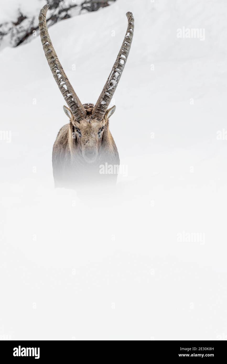 Fine art portrait of Alpine ibex in the snow (Capra ibex Stock Photo ...