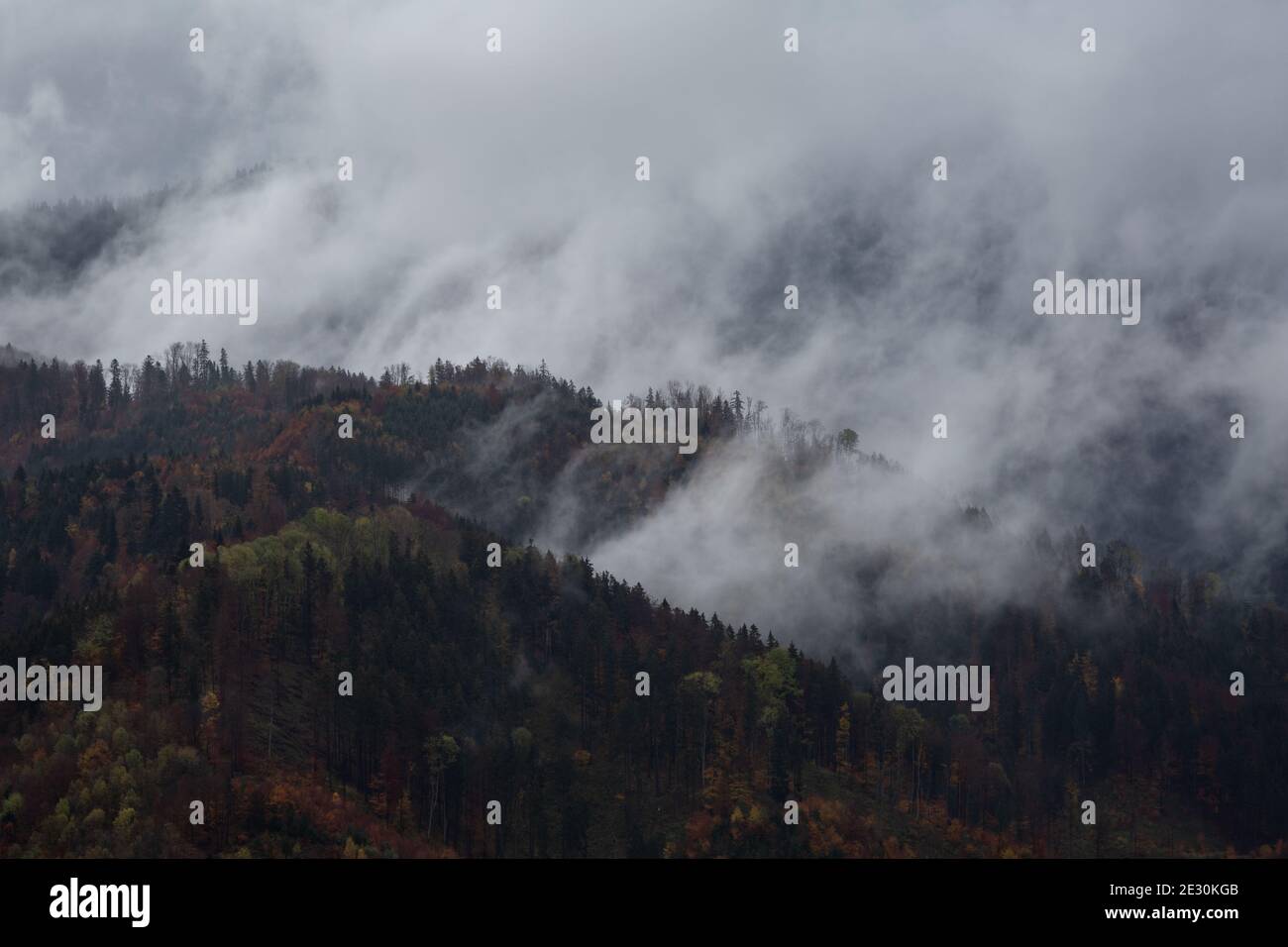 Autumnal forests of Velka Fatra national park, central Slovakia Stock ...
