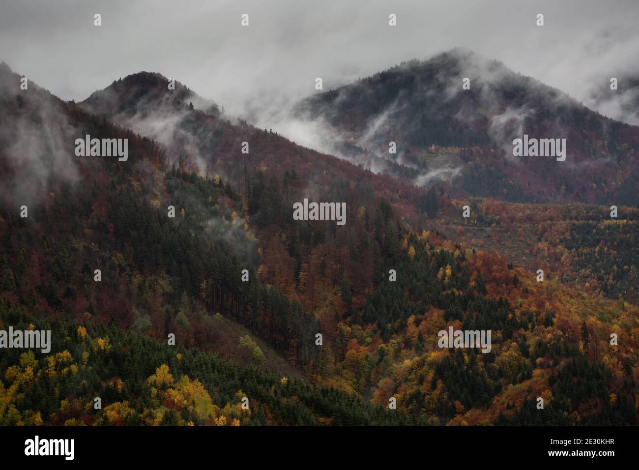 Autumnal forests of Velka Fatra national park, central Slovakia Stock ...