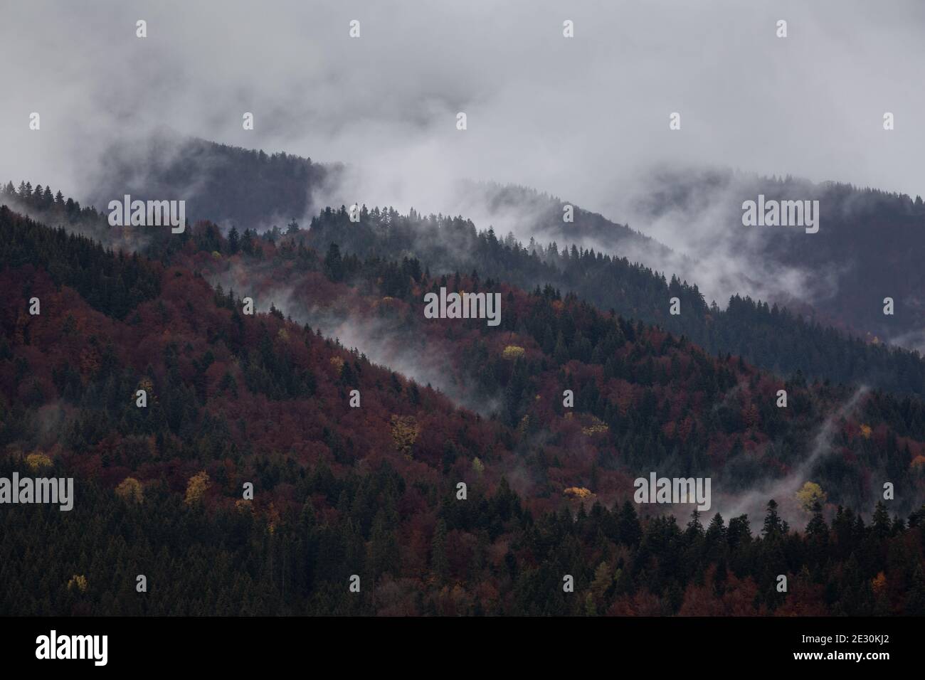 Autumnal forests of Velka Fatra national park, central Slovakia Stock ...