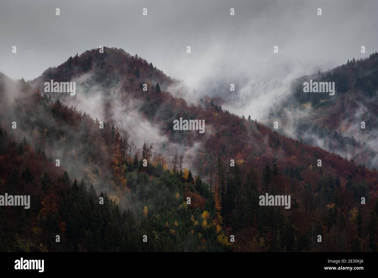 Autumnal forests of Velka Fatra national park, central Slovakia Stock ...
