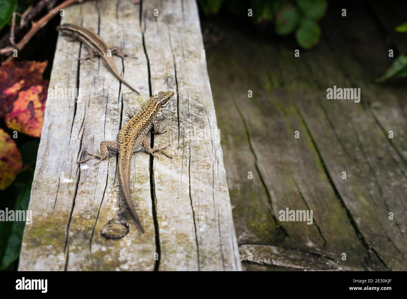 High angle shot of two common lizards on a wooden board Stock Photo - Alamy