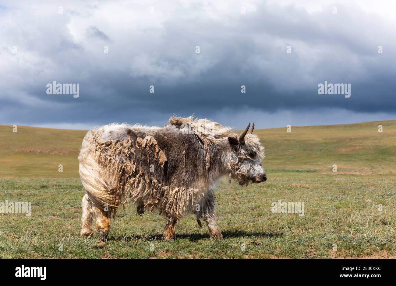 Small yak, cow, on the green steppe of Mongolia with wind Stock Photo ...