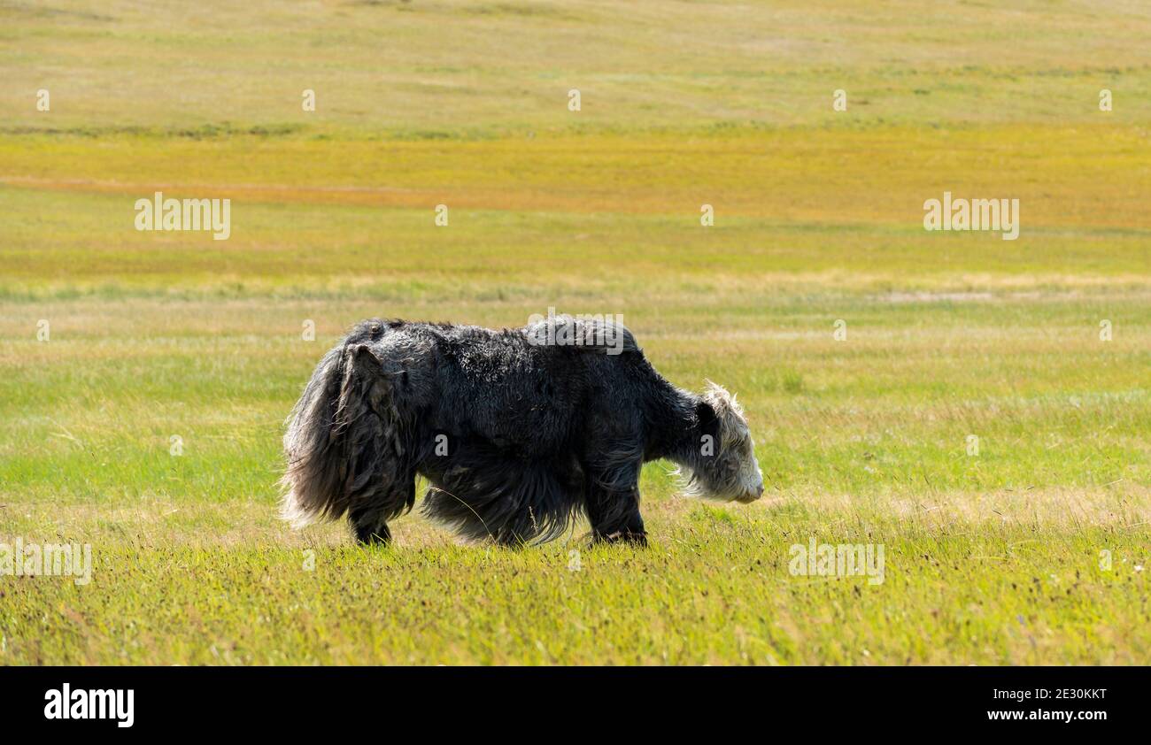 Small yak, cow, on the green steppe of Mongolia Stock Photo - Alamy