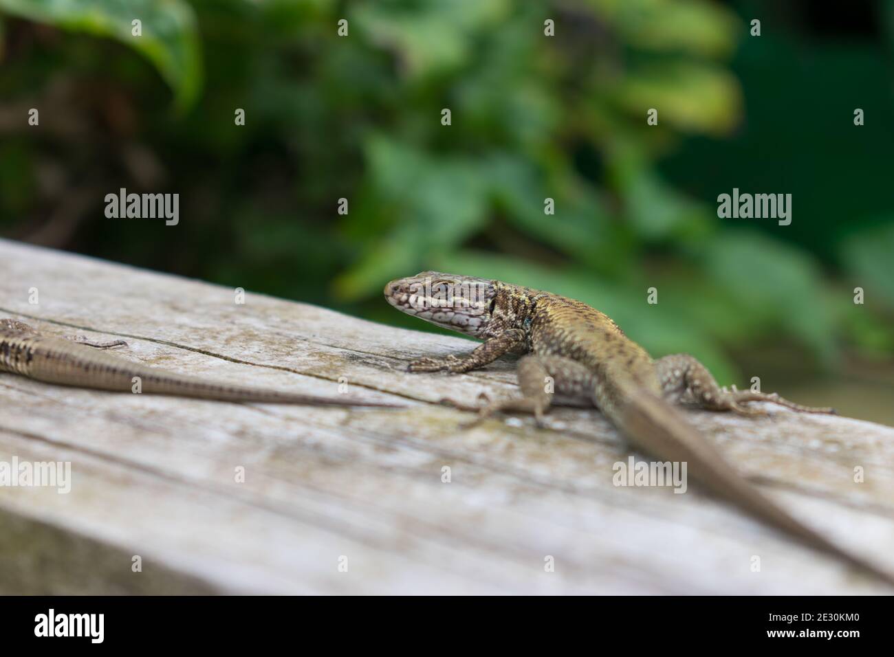 Selective focus shot of a cute lizard resting on an old wooden board ...
