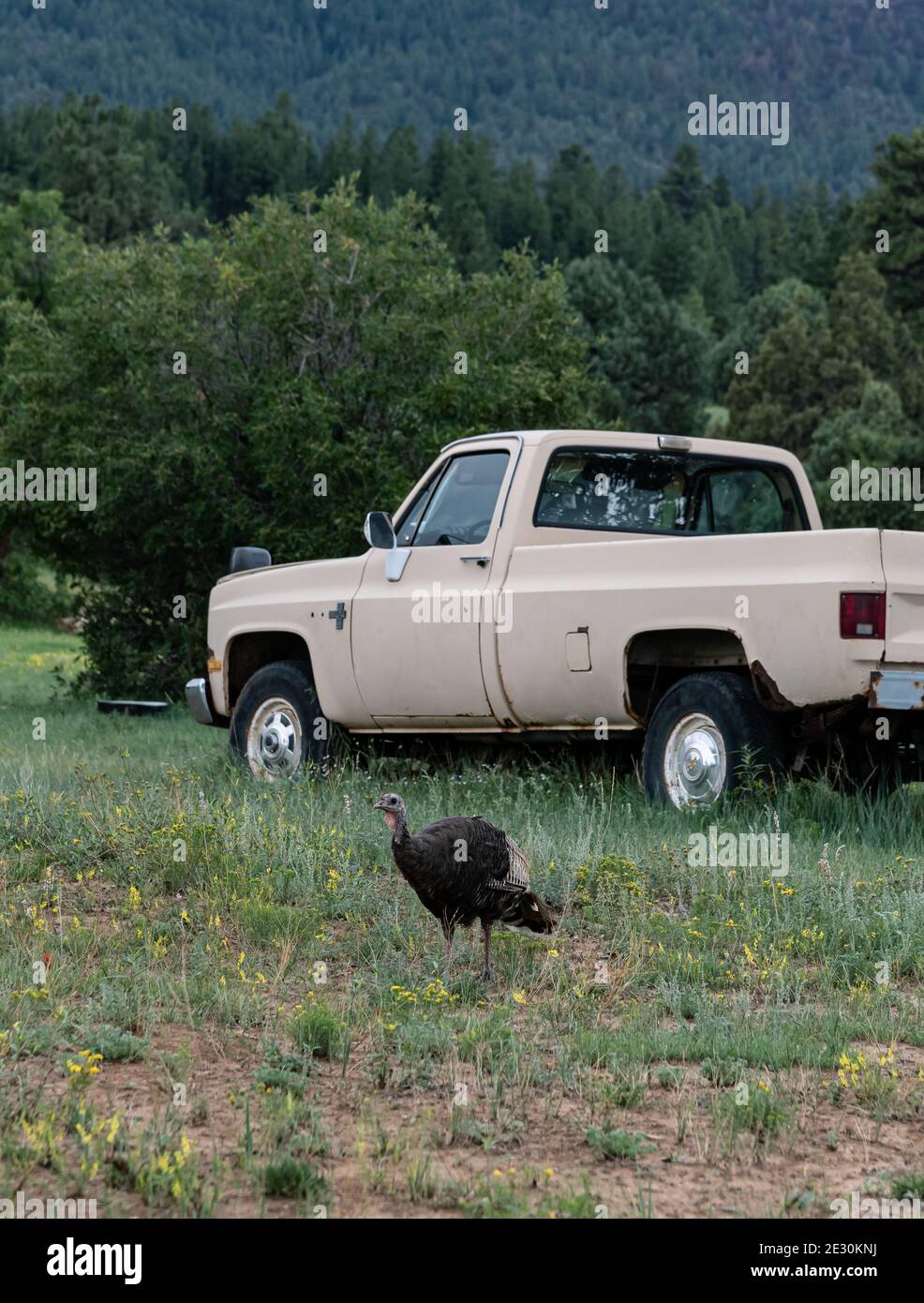 Turkey truck hi-res stock photography and images - Alamy