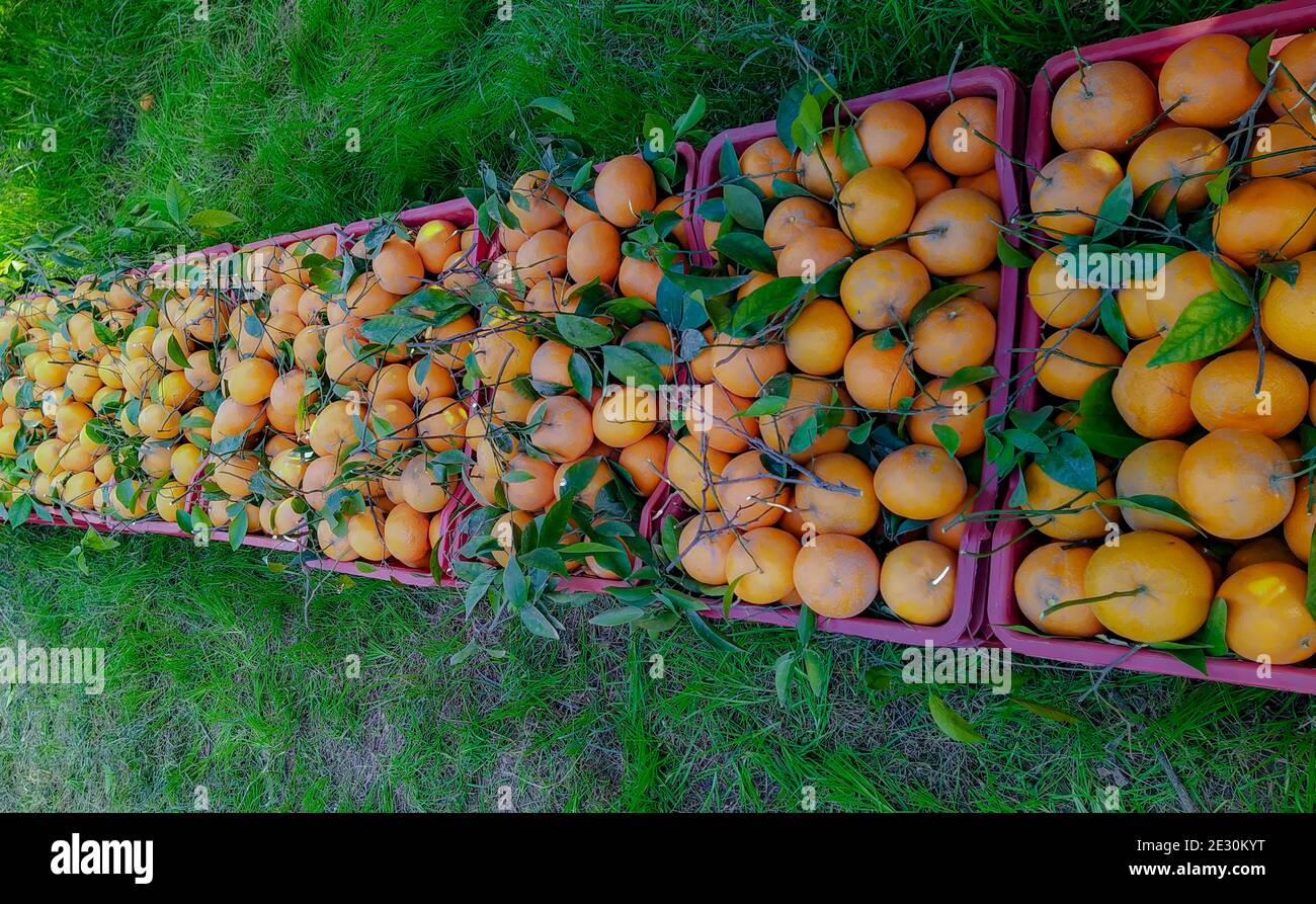 The orange is the fruit of various citrus species in the family ...