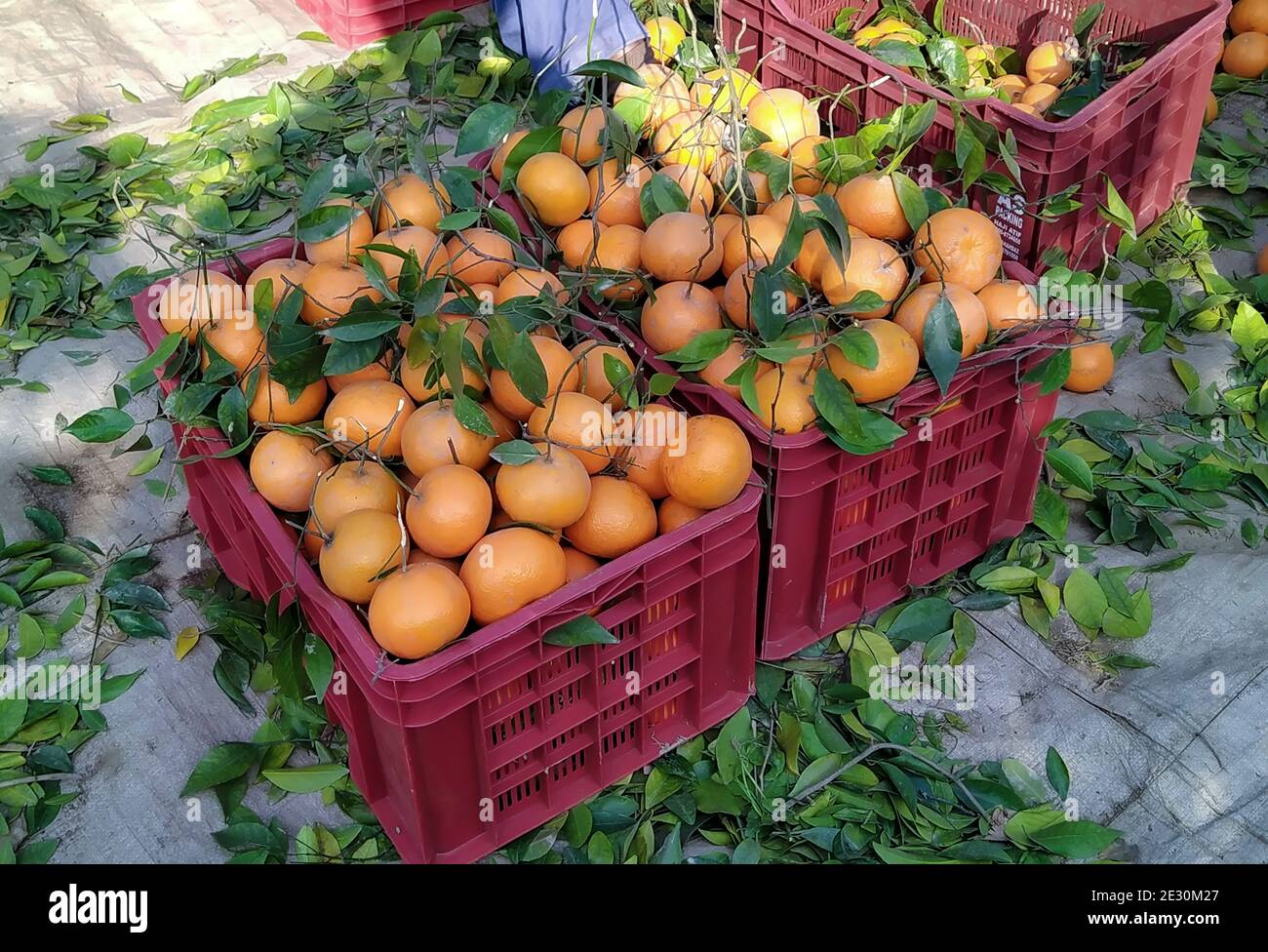 The orange is the fruit of various citrus species in the family ...