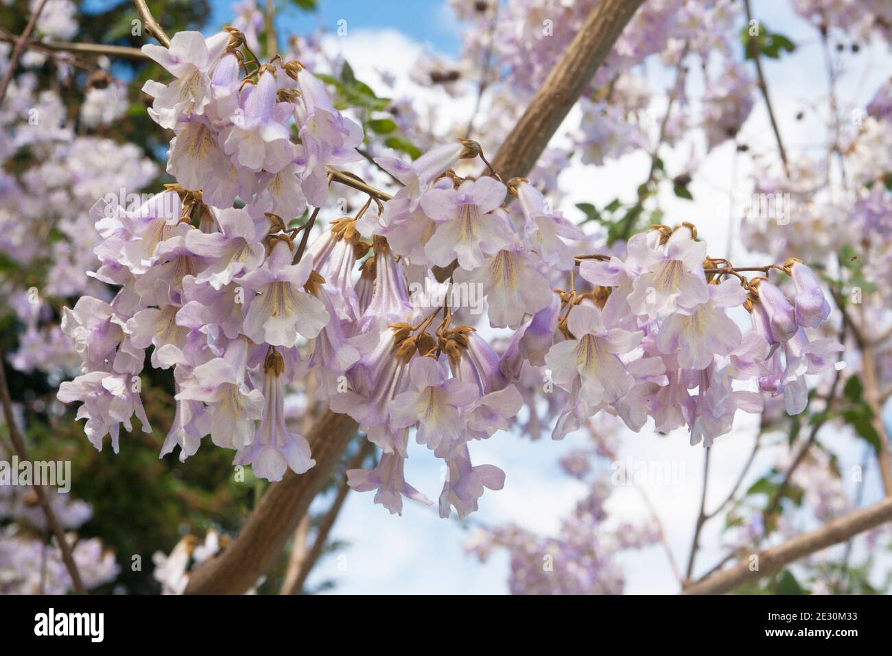 Flowers of empress tree or princess tree, or foxglove tree, Paulownia ...