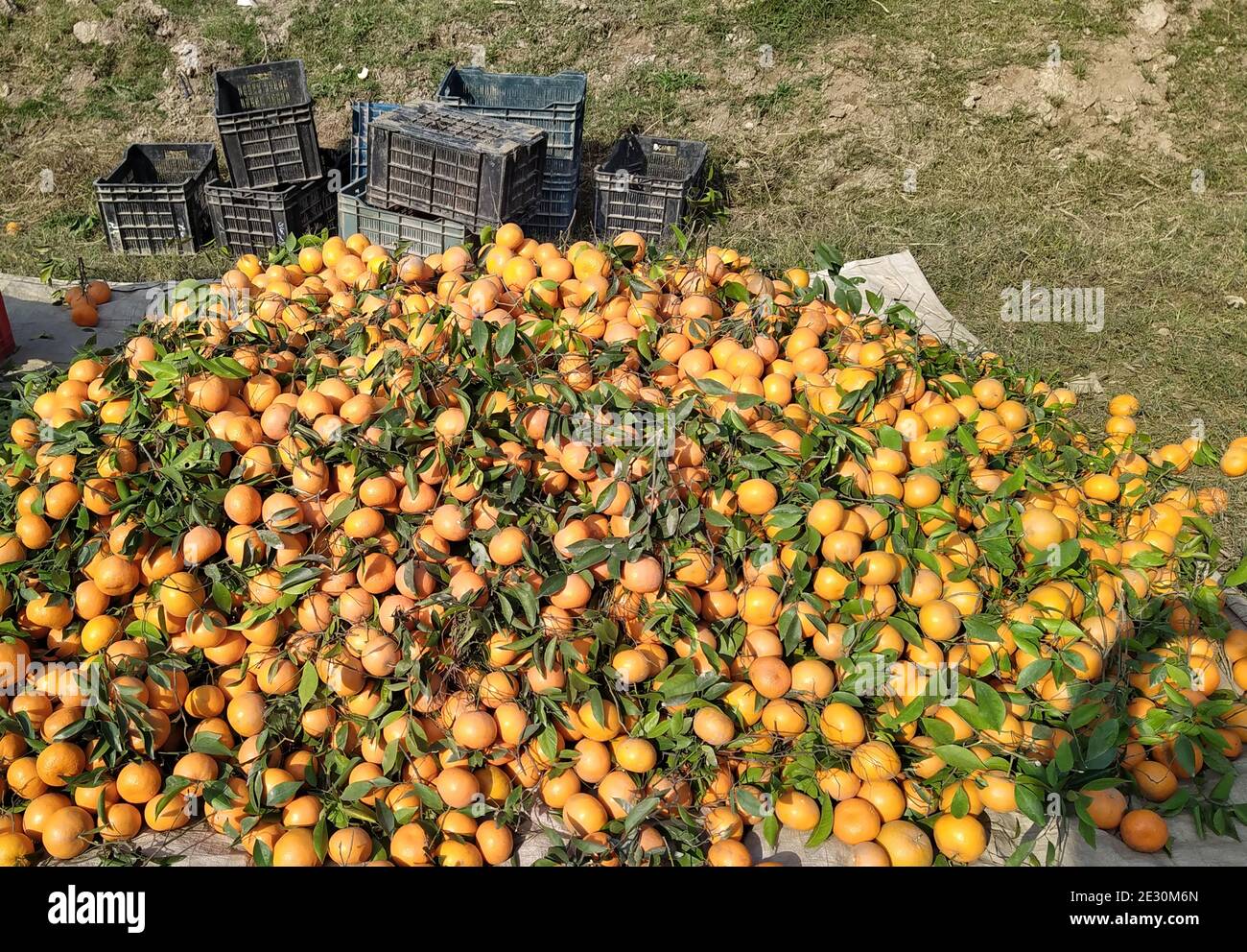 The orange is the fruit of various citrus species in the family ...