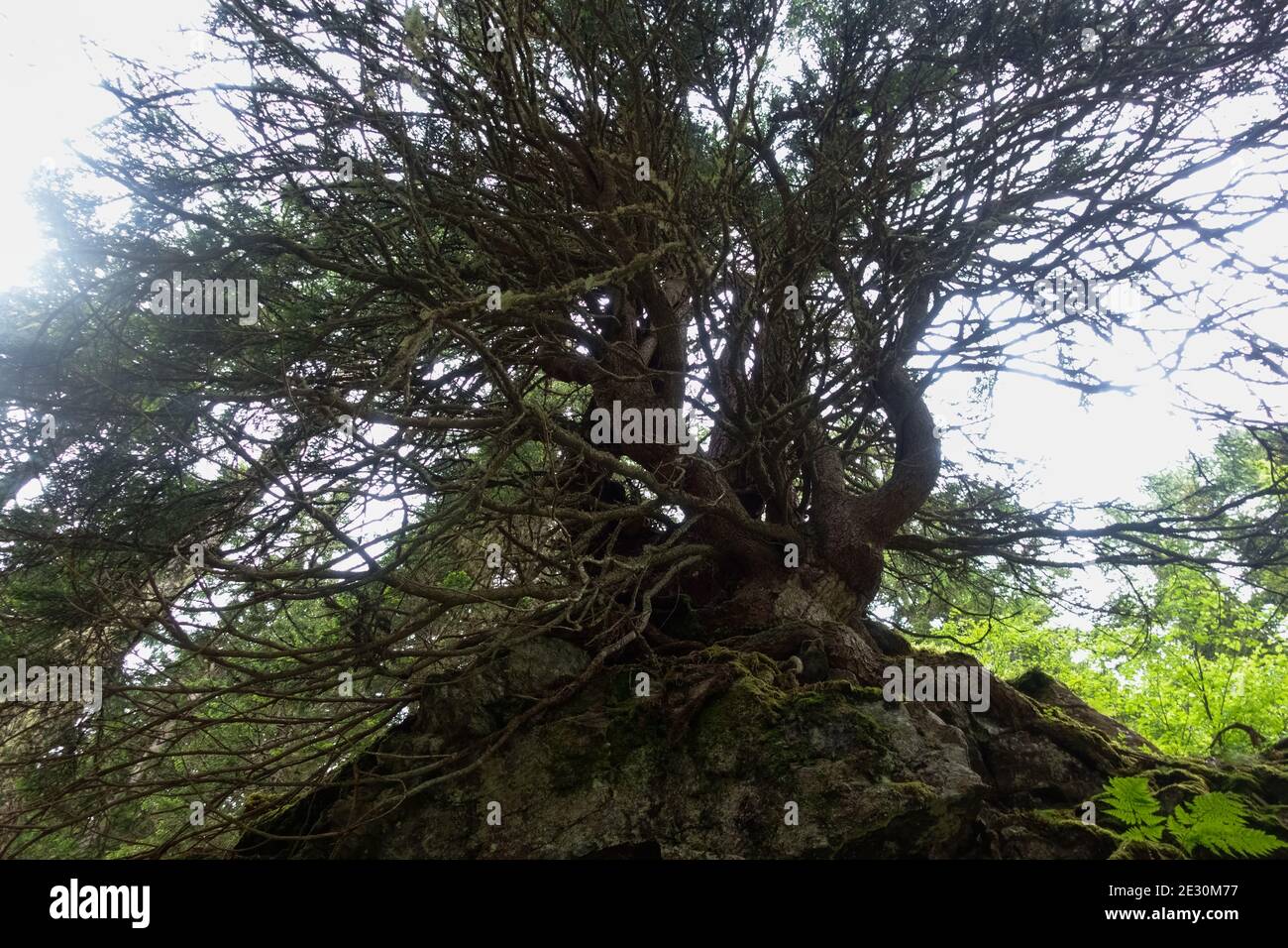 Gnarled birch trees hi-res stock photography and images - Alamy