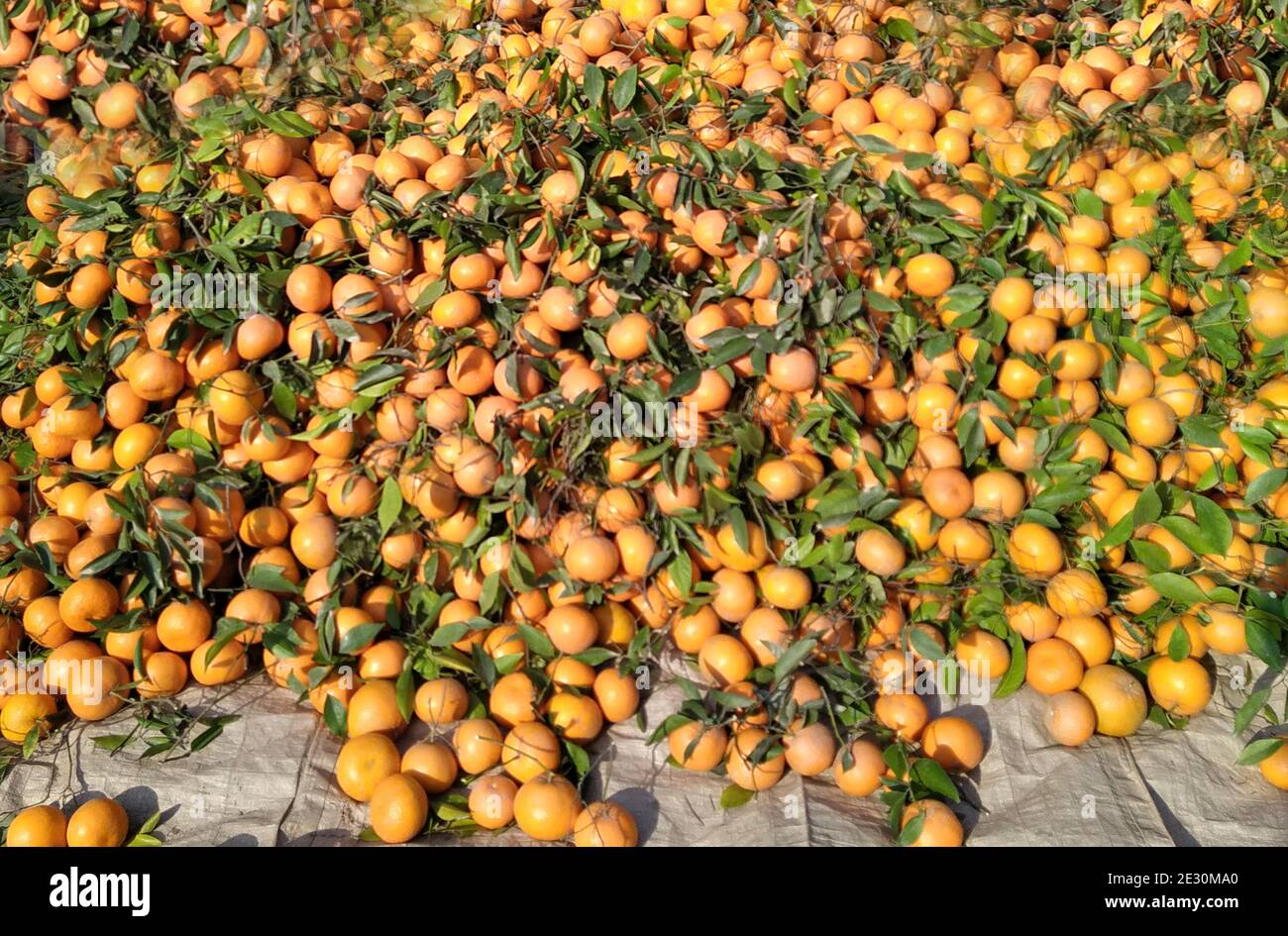 The orange is the fruit of various citrus species in the family ...
