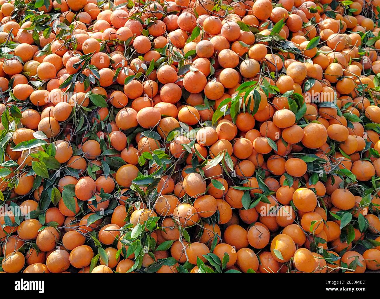 The orange is the fruit of various citrus species in the family ...