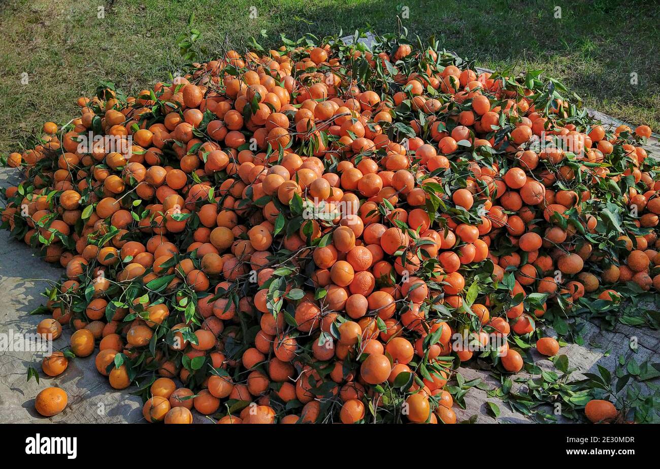 The orange is the fruit of various citrus species in the family ...