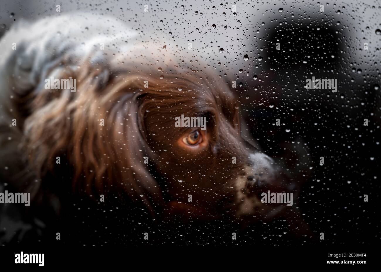 An English Springer Spaniel dog looking through a window on a wet rainy ...