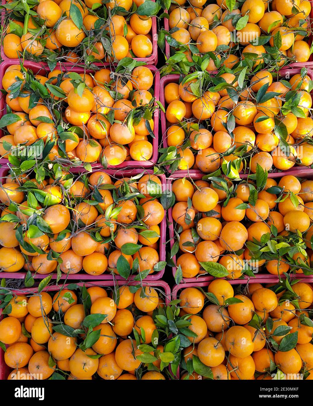 The orange is the fruit of various citrus species in the family ...
