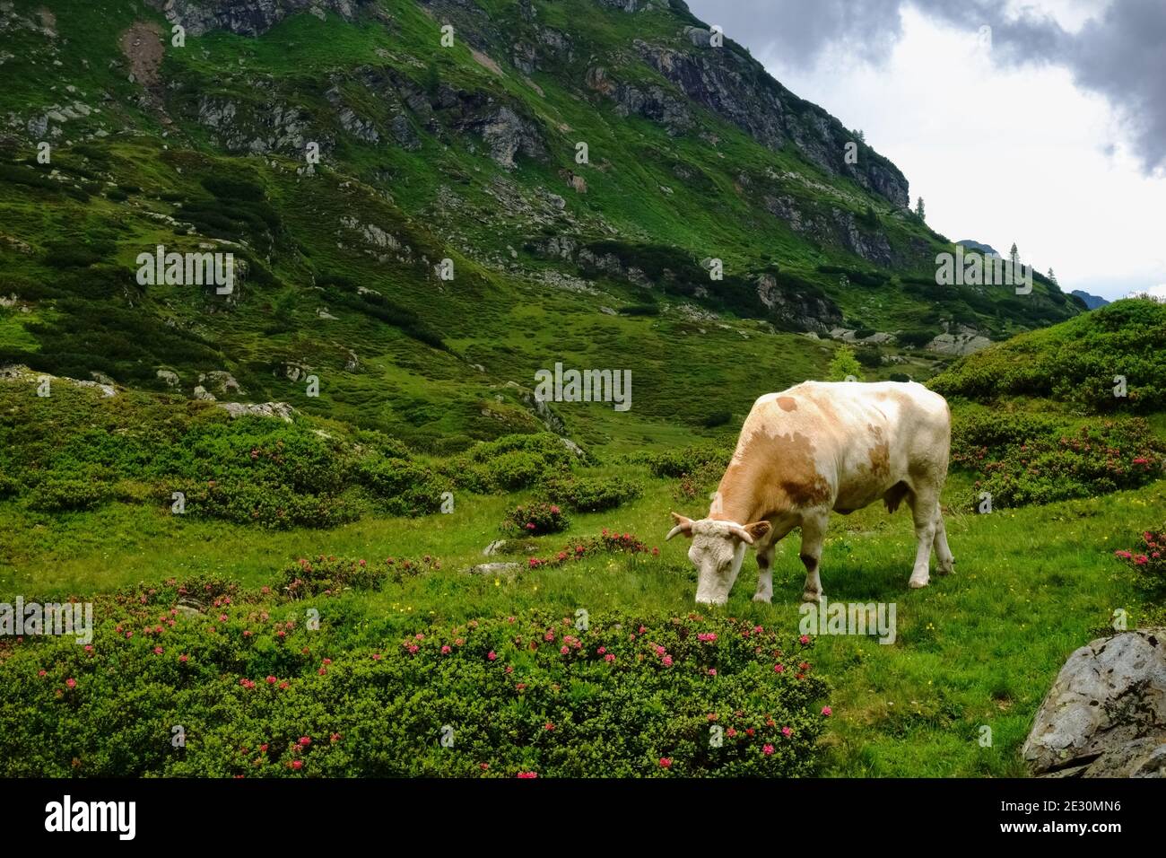 Highland cow in a barn hi-res stock photography and images - Alamy