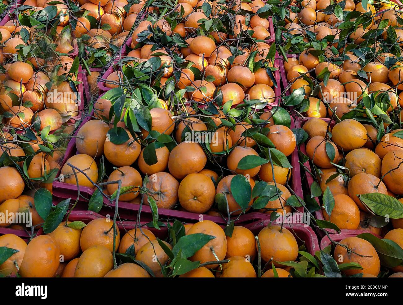 The orange is the fruit of various citrus species in the family ...