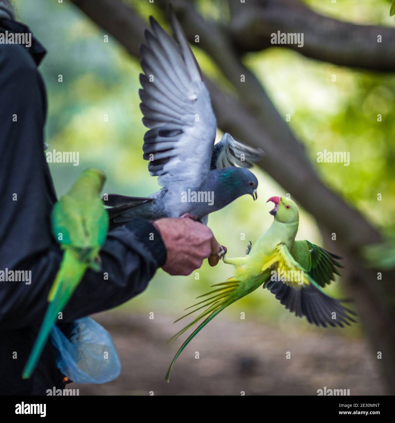 Angry pigeon hi-res stock photography and images - Alamy