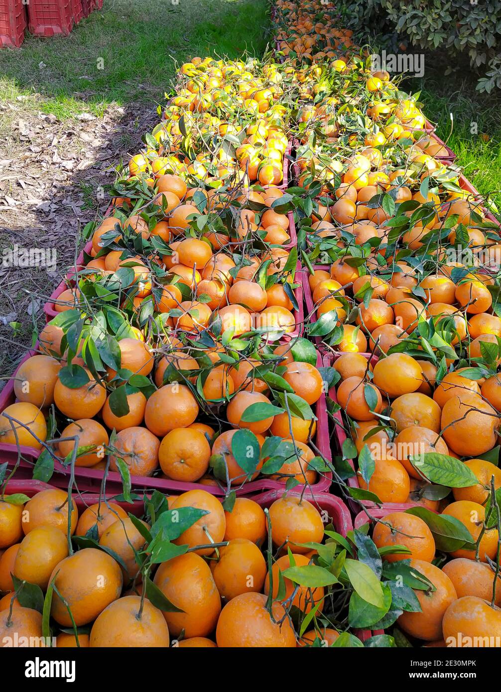 The orange is the fruit of various citrus species in the family ...